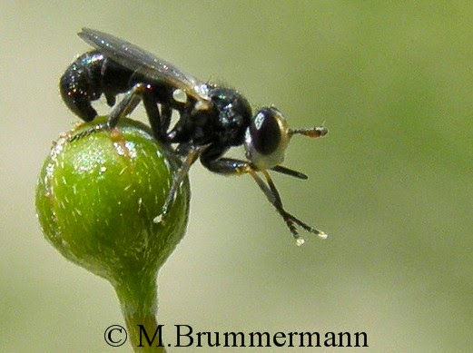 Arizona: Beetles, Bugs, Birds and more: Fascinating Flies